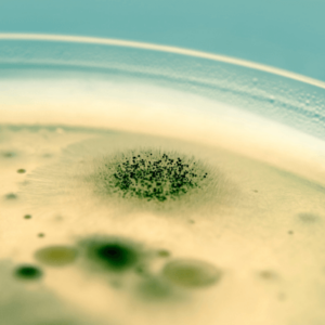 How to Decode Your Mold Report | Howard Environmental