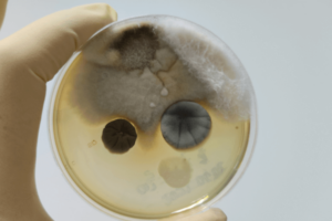 Positive Mold Test Results: Your Essential Next Steps | Howard ...