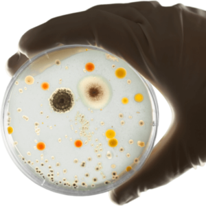 What Do Mold Spores Look Like? Signs You Might Be Missing | Howard ...
