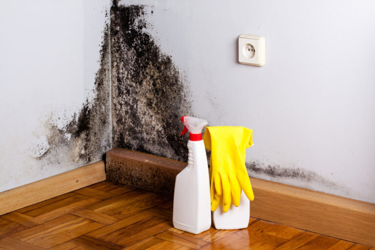 How Mold Spreads: Know the Science to Stop Mold in Its Tracks | Howard ...