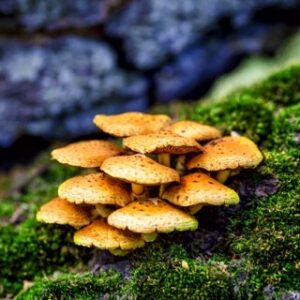 The Ultimate Guide to Mold vs Mildew: What is the Difference? | Howard ...