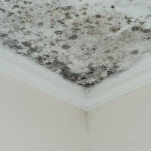 The Ultimate Guide to Mold vs Mildew: What is the Difference? | Howard ...