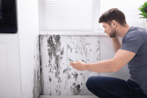 Types of Mold in Homes: What You Should Look For and What to Do ...